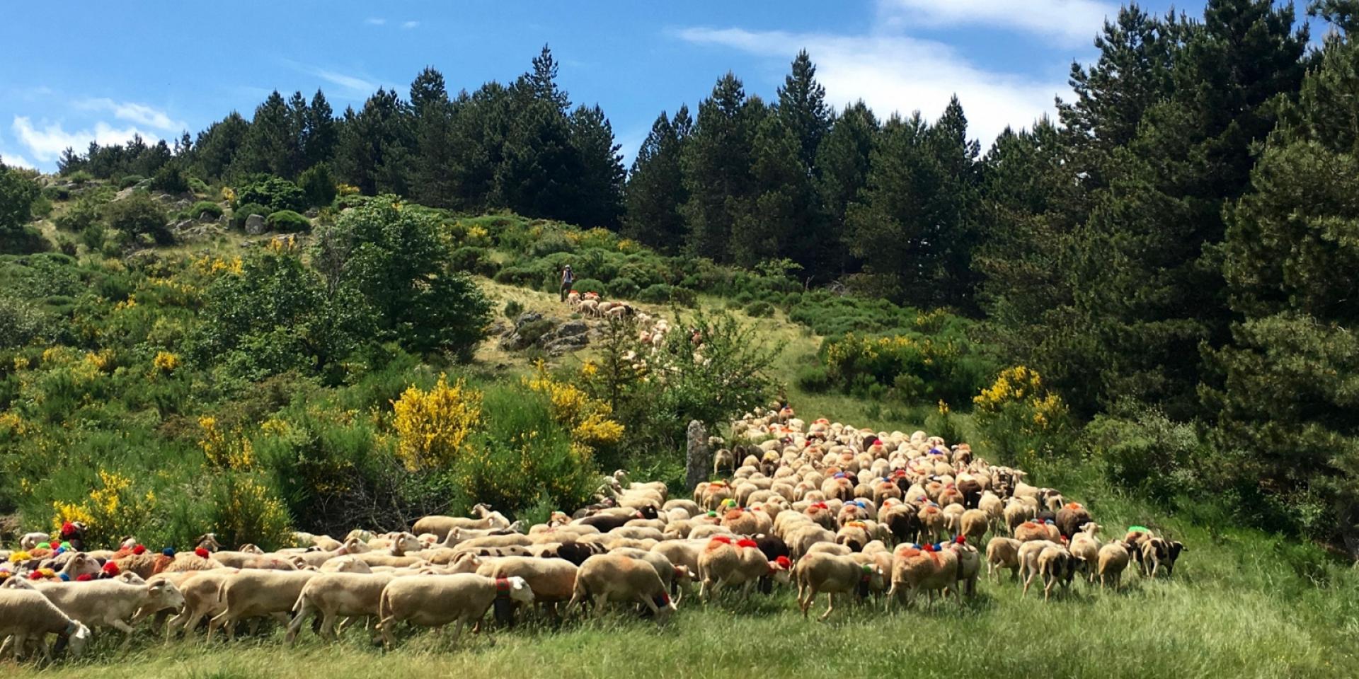 Transhumance in the Cevennes | Villages de gites de France, holiday ...